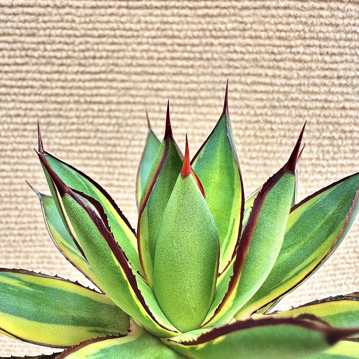 Yahoo!オークション - 【Lj_plants】Q35 激レア高級品種 多肉植物 アガ...