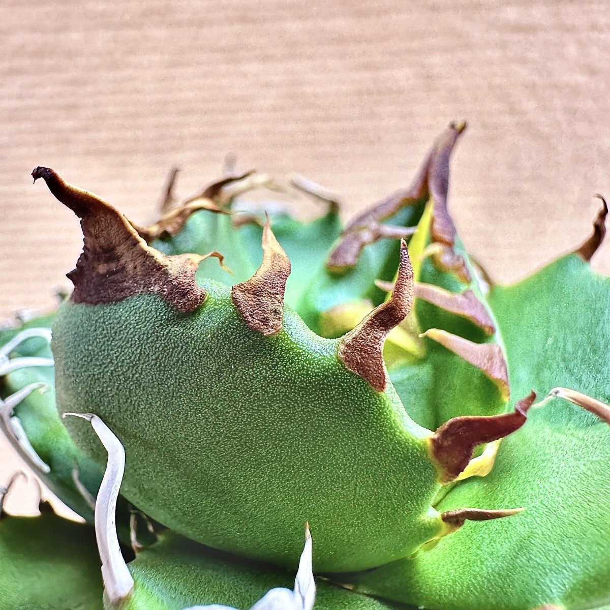 Yahoo!オークション - 【Lj_plants】Q36 正規品 激レア高級品種 アガベ...