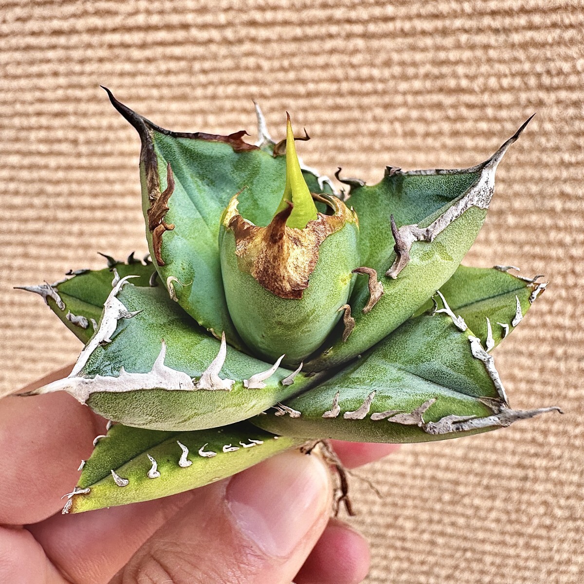 Yahoo!オークション - 【Lj_plants】Q47 厳選 アガベ チタノタ実生 厳...