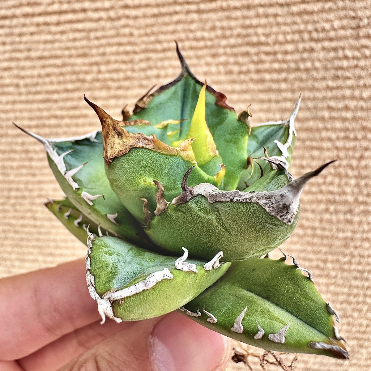 Yahoo!オークション - 【Lj_plants】Q47 厳選 アガベ チタノタ実生 厳...