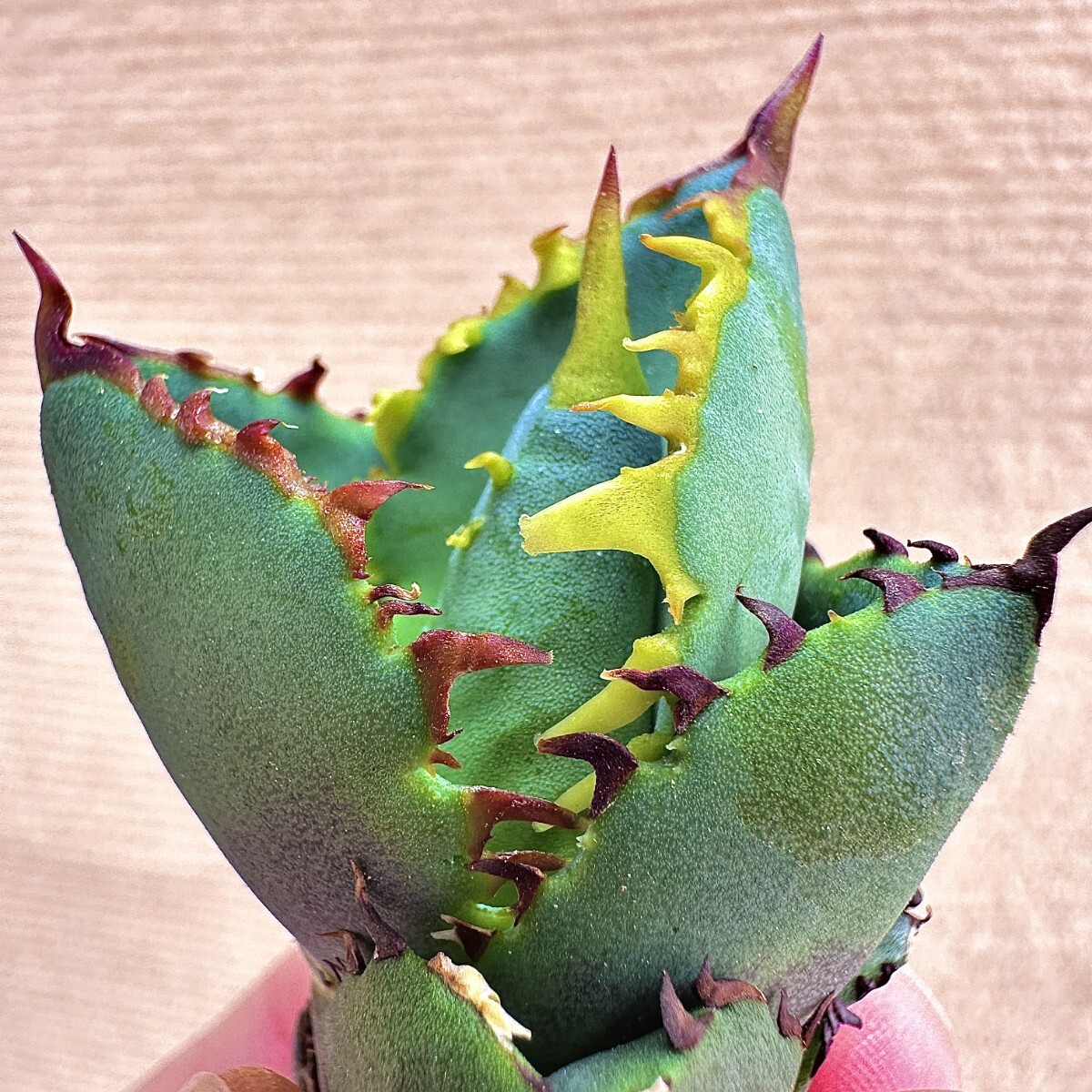 Yahoo!オークション - 【Lj_plants】Q66 株を厳選するアガベ チタノタ ...