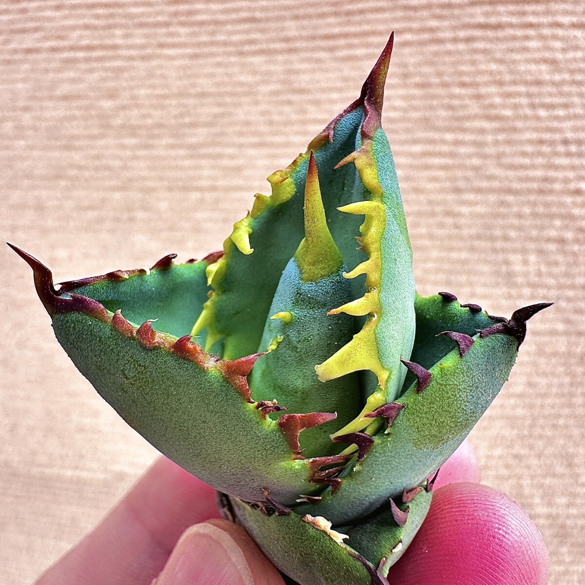 Yahoo!オークション - 【Lj_plants】Q66 株を厳選するアガベ チタノタ ...