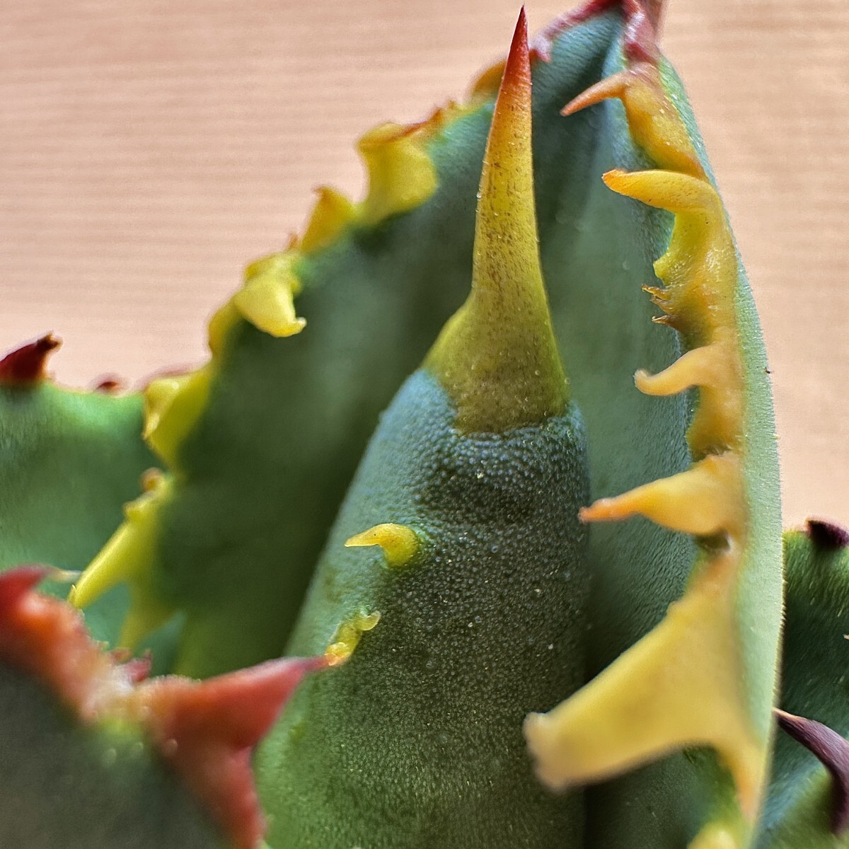 Yahoo!オークション - 【Lj_plants】Q66 株を厳選するアガベ チタノタ ...