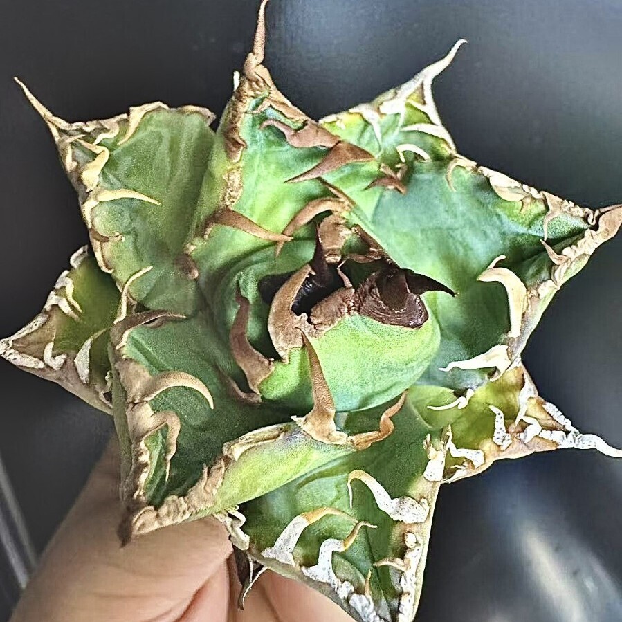 Yahoo!オークション - 【Lj_plants】Q203 正規品 激レア高級品種 アガ...