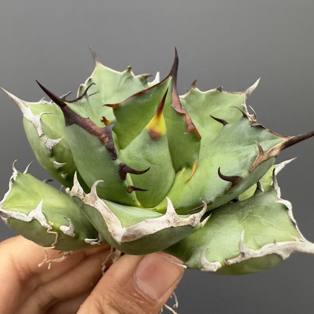 Yahoo!オークション - v29 【青田園芸】 特選 アガベ 多肉植物 チタノ...