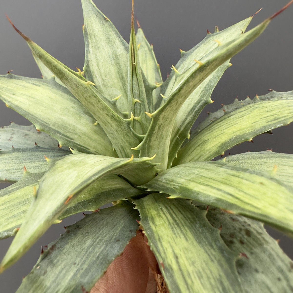 Yahoo!オークション - Q40 【青田園芸】特選 アガベ 多肉植物 シンプレ...