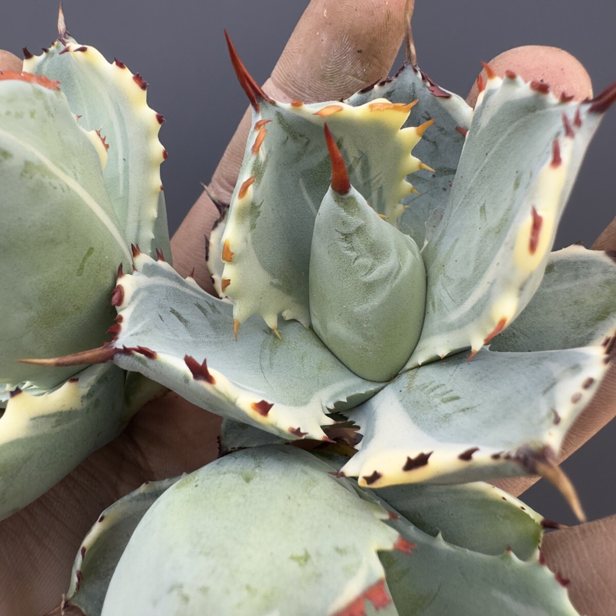 Yahoo!オークション - Q59 【青田園芸】多肉植物 アガベ 王妃兜蟹錦 連...