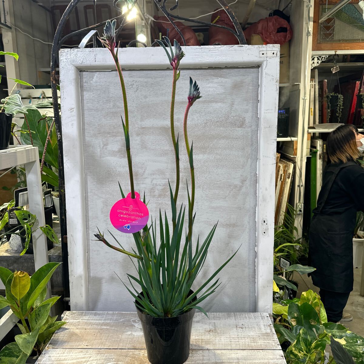 Yahoo!オークション - カンガルーポー（Anigozanthos） ファイアワーク...