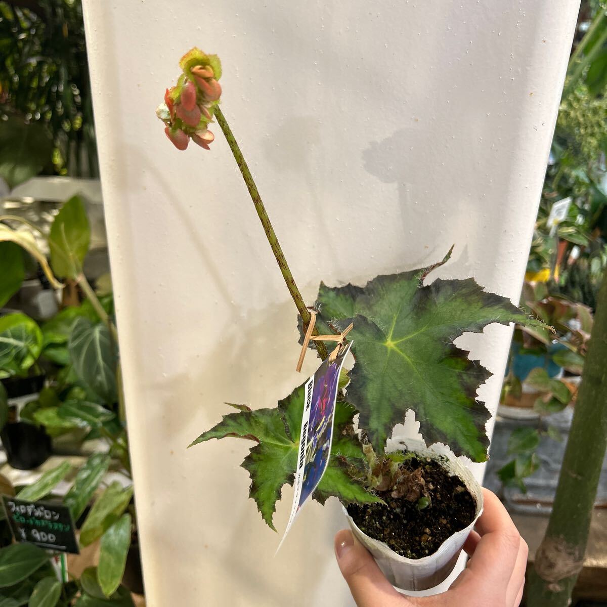 Yahoo!オークション - レックスベゴニア④【光るブラックベゴニア】2.5...