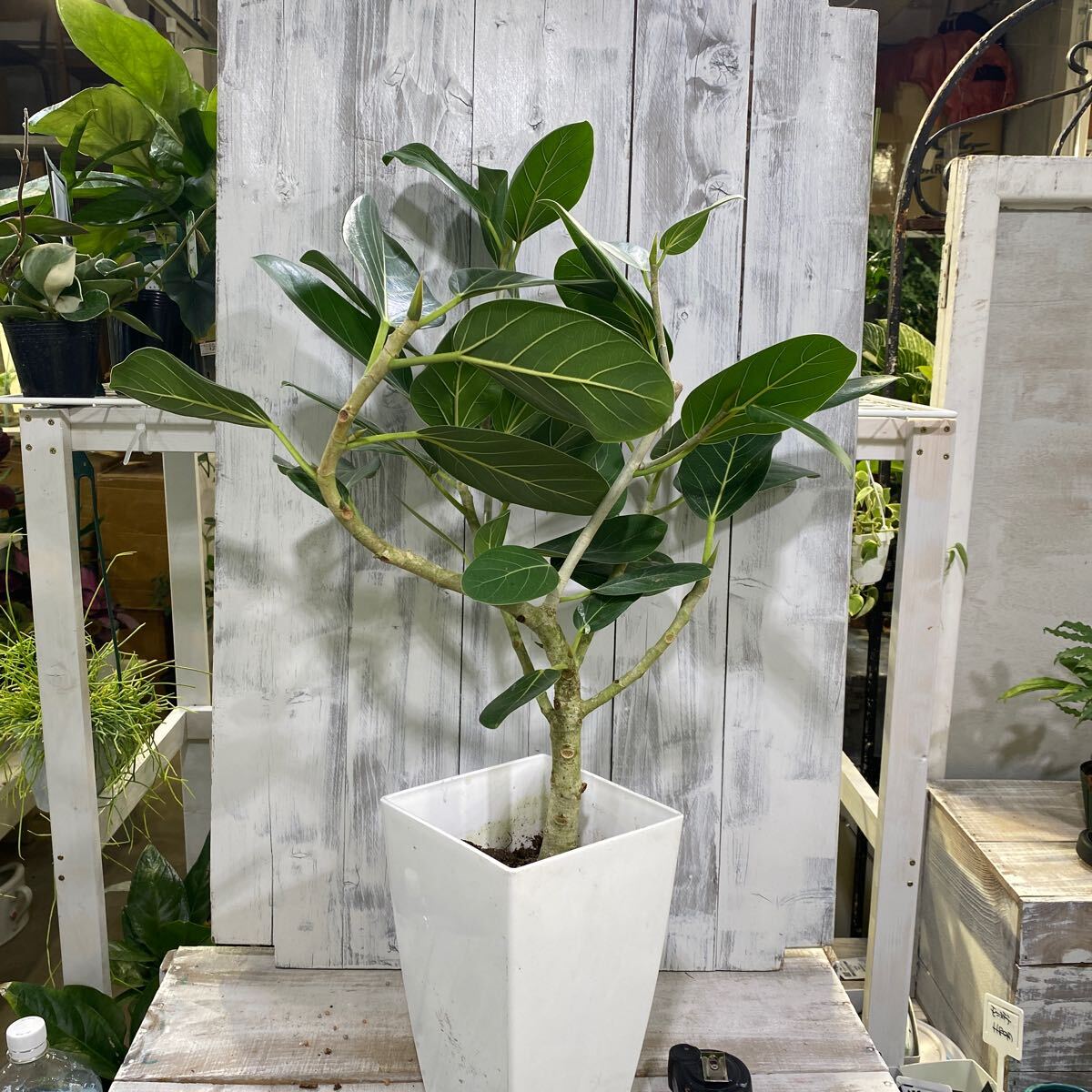 Yahoo!オークション - フィカス ベンガレンシス 7号 葉先から約77cm 3...