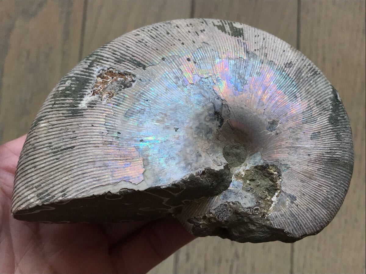 Yahoo!オークション - マダガスカル産 遊色アンモナイト-格安 530g 11....