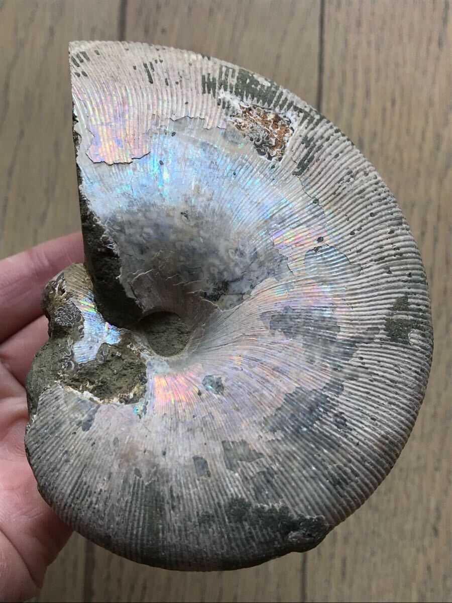 Yahoo!オークション - マダガスカル産 遊色アンモナイト-格安 530g 11....