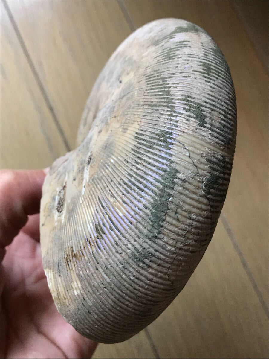 Yahoo!オークション - マダガスカル産 遊色アンモナイト-格安 530g 11....