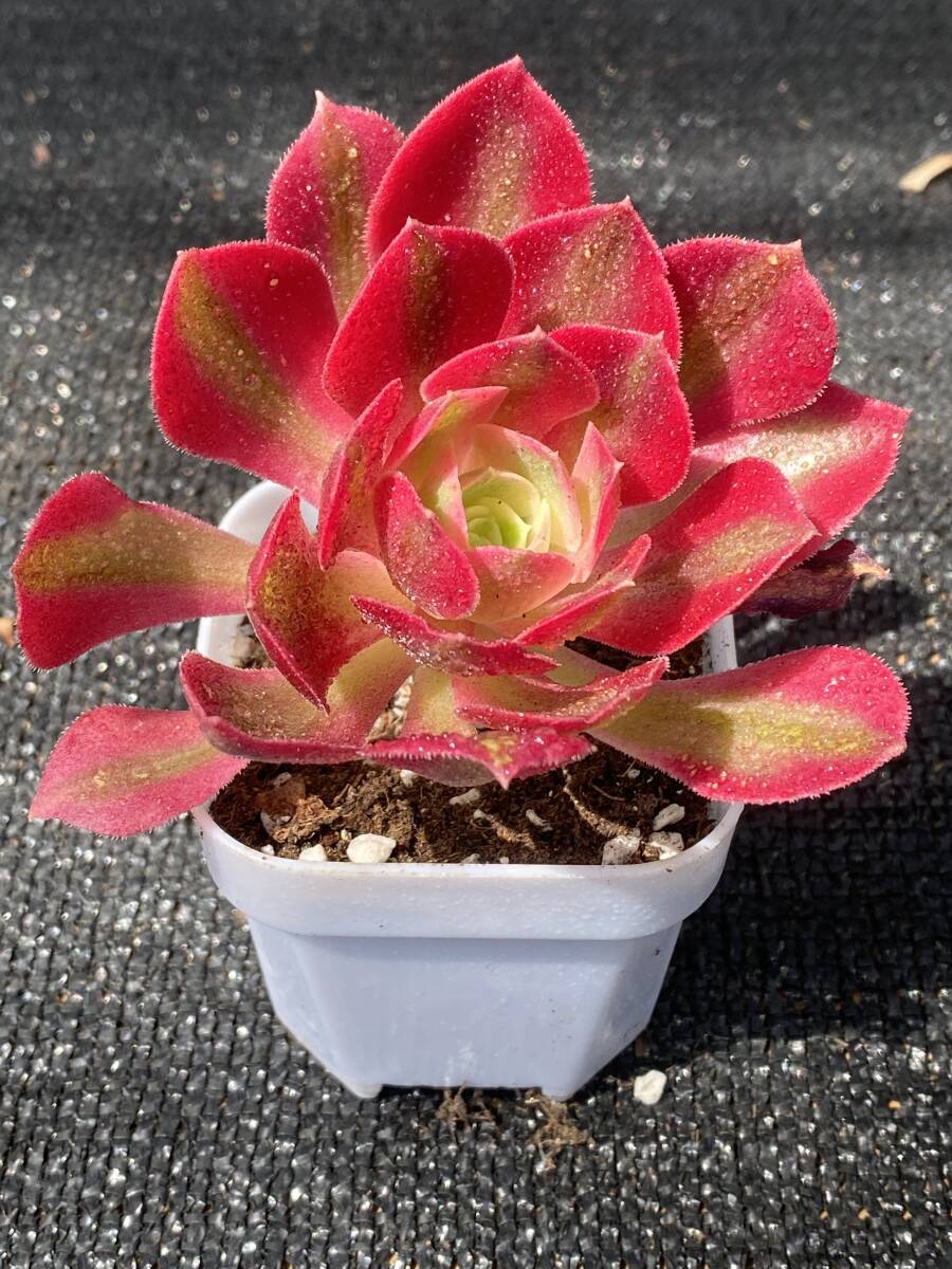 Yahoo!オークション - 40株 C637-1 多肉植物 エケベリア ピンクウイッ...