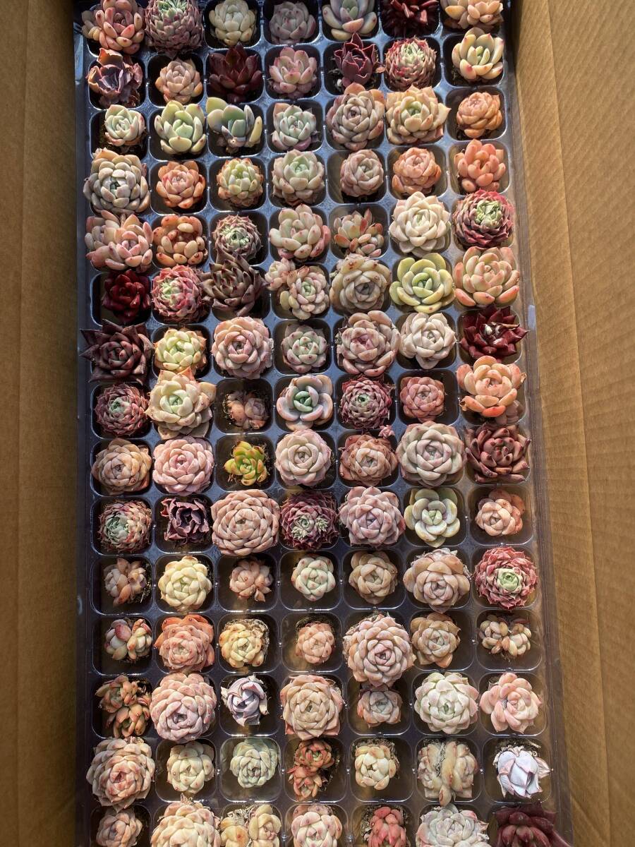 Yahoo!オークション - 105株 D401-10 多肉植物 エケベリア ミックス苗 ...