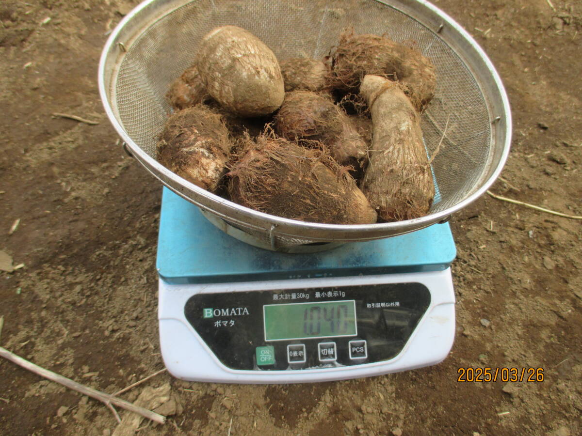 Yahoo!オークション - 埼玉県産 里芋 種芋 土垂 1kg（12個前後）即決...