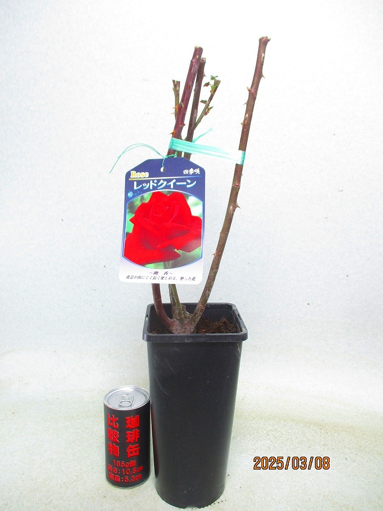 Yahoo!オークション - [緑の市場]バラ レッドクイーン(3871プラ鉢)全高...