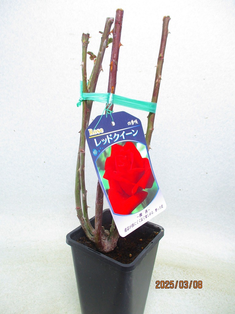 Yahoo!オークション - [緑の市場]バラ レッドクイーン(3871プラ鉢)全高...