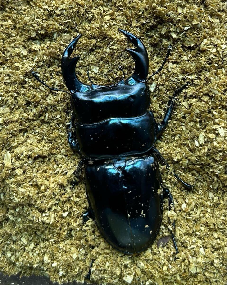 Yahoo!オークション - アンタエウスオオクワガタ WF3 ペア ①