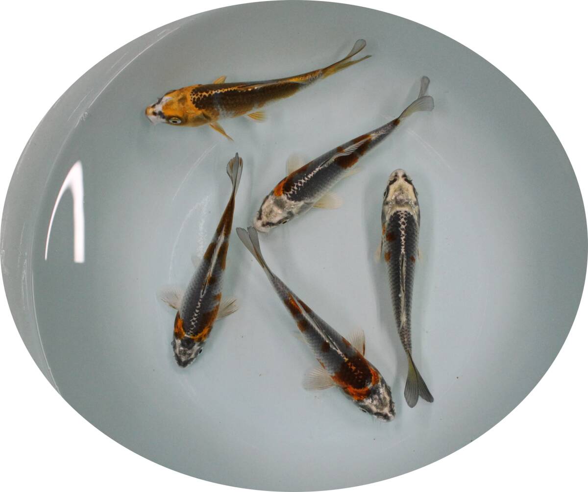 Yahoo!オークション - 【KHF】 錦鯉 光り変り鯉 約15～16Cm ...