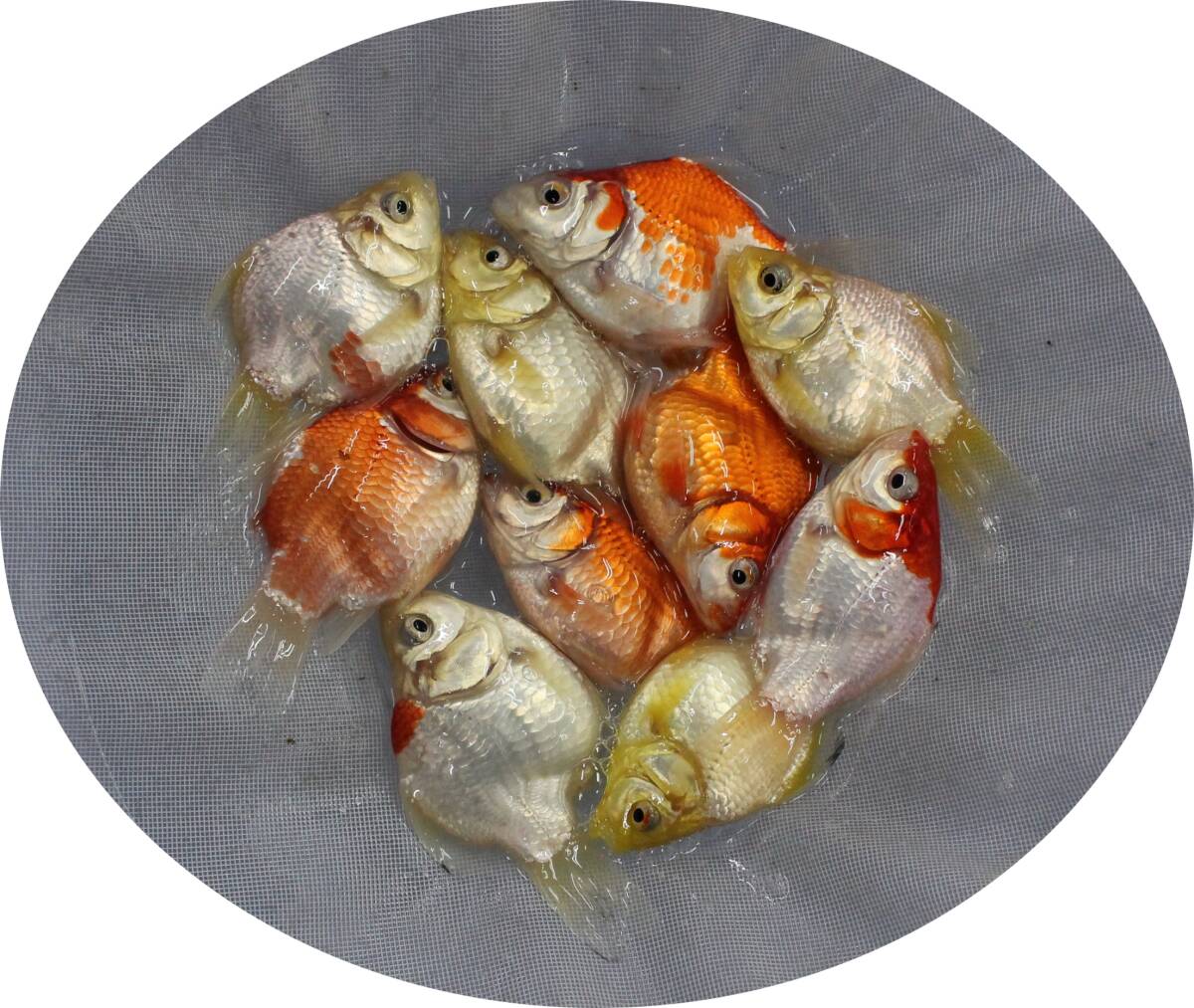 Yahoo!オークション - 【KHF】 金魚 玉サバ 当歳魚 約8～9Cm 1...