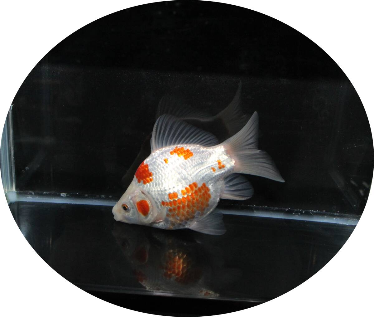 Yahoo!オークション - 【KHF】 金魚 玉サバ 当歳魚 約14Cm 青木...