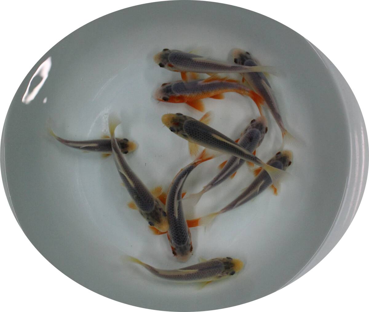 Yahoo!オークション - 【KHF】 錦鯉 浅黄 約11～16m 10セッ...