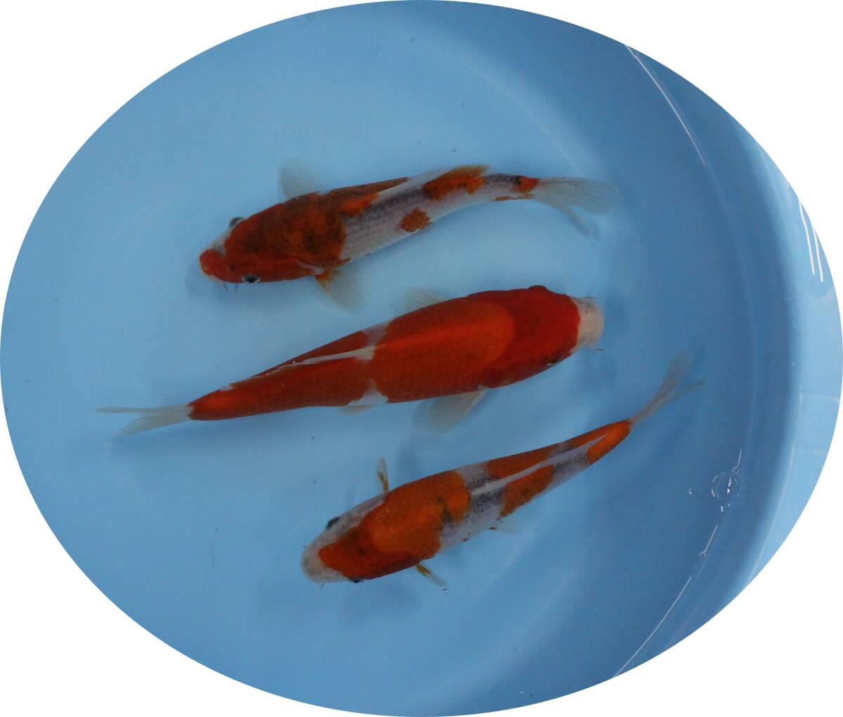 Yahoo!オークション - 【KHF】 錦鯉 五色 約20～24Cm 3尾セ...