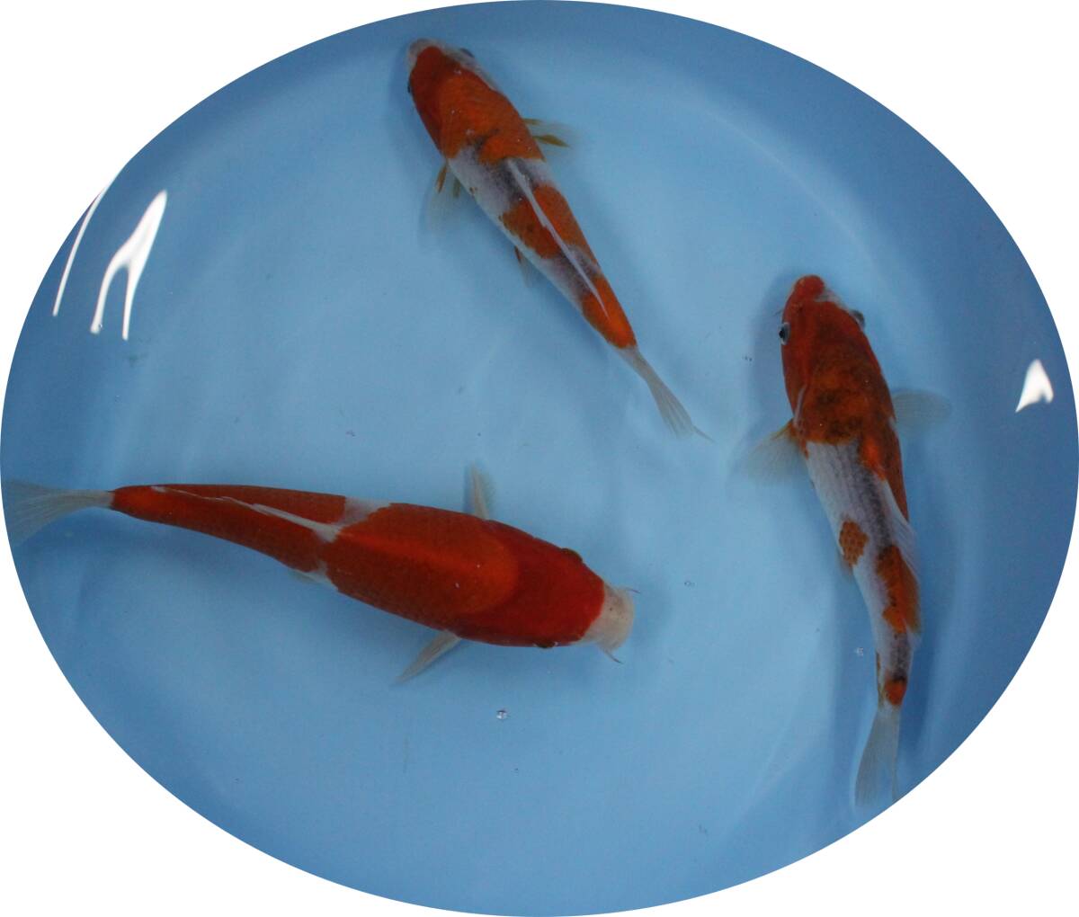 Yahoo!オークション - 【KHF】 錦鯉 五色 約20～24Cm 3尾セ...