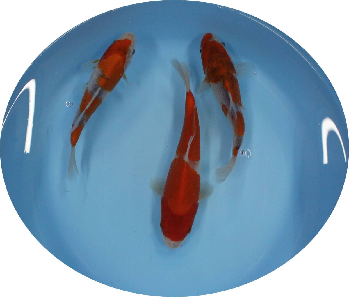 Yahoo!オークション - 【KHF】 錦鯉 五色 約20～24Cm 3尾セ...