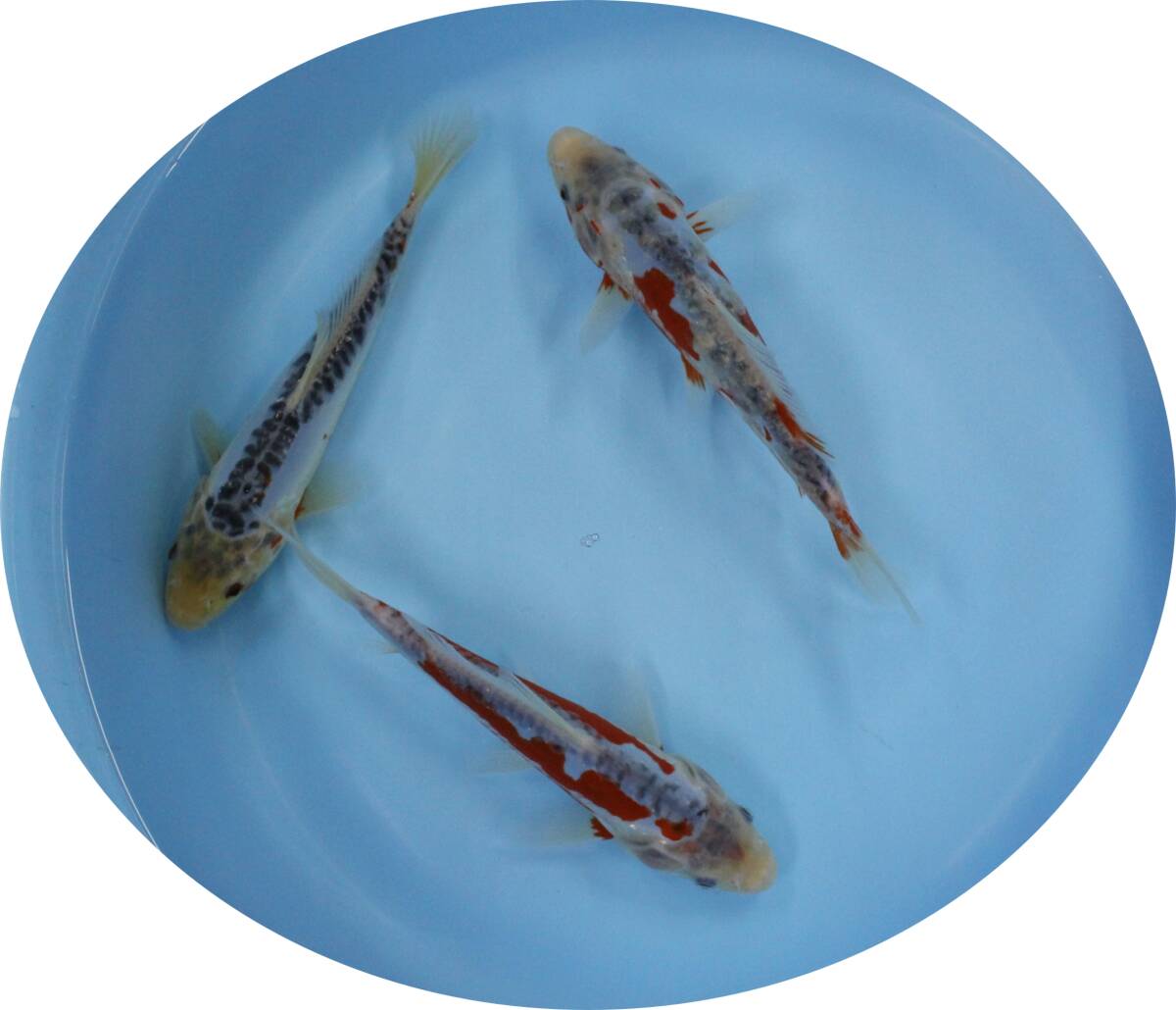 Yahoo!オークション - 【KHF】 錦鯉 秋翠 約21～22Cm 3尾セ...