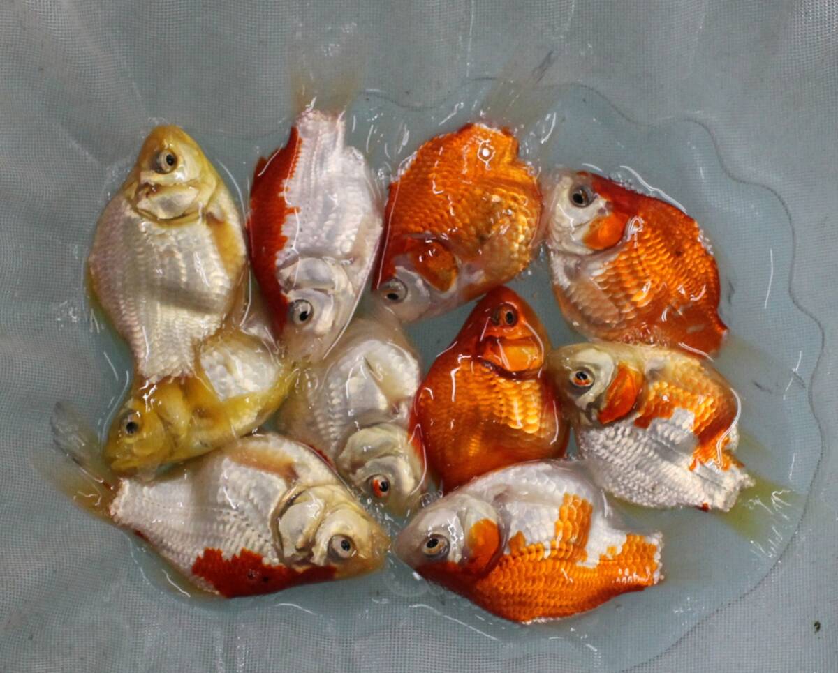 Yahoo!オークション - 【KHF】 金魚 玉サバ 当歳魚 約8～9Cm 1...