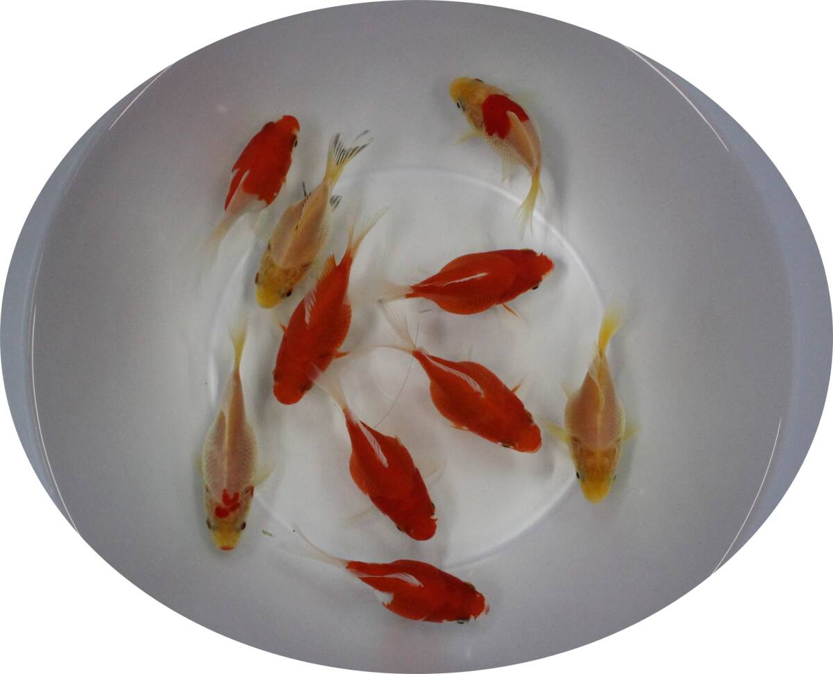 Yahoo!オークション - 【KHF】 金魚 玉サバ 当歳魚 約6～7Cm 1...