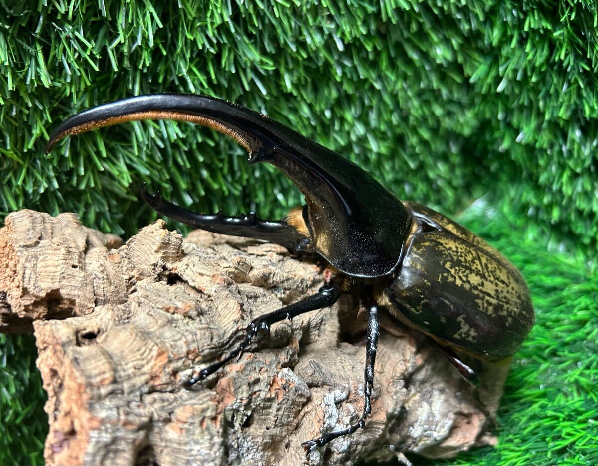 Yahoo!オークション - DHヘラクレス 148mm ややB品