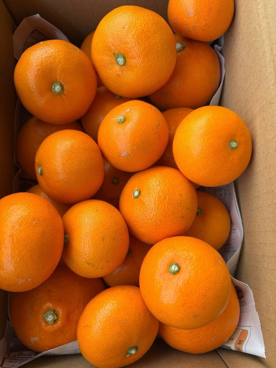 Yahoo!オークション - 【味に自信あり】 3k箱 愛媛のせとか 家庭用 除...