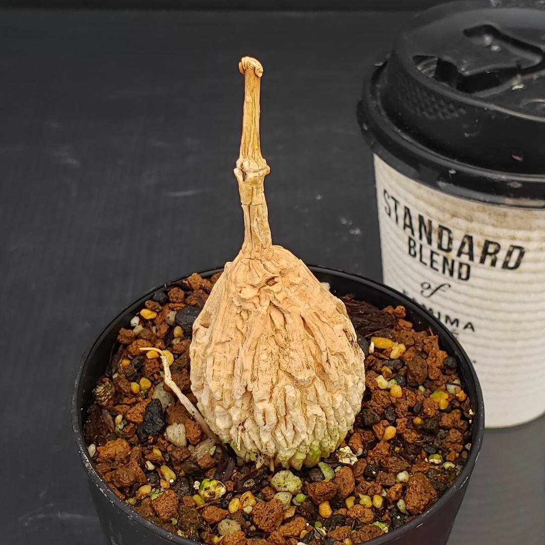 Yahoo!オークション - 8723 「塊根植物」マテレア シクロフィラ 植え【...