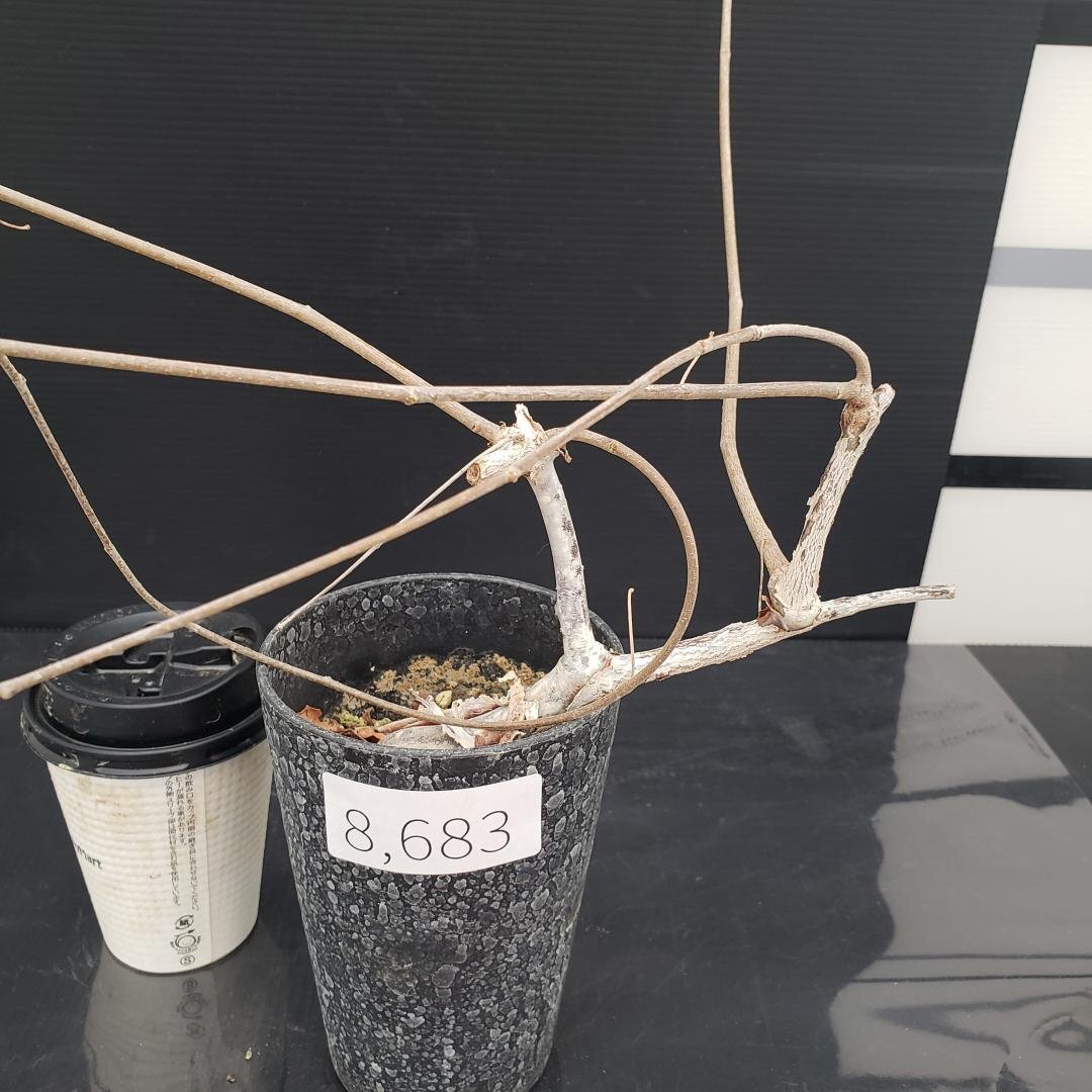 Yahoo!オークション - 8683 「多肉植物」コミフォラ オルビクラリス【...