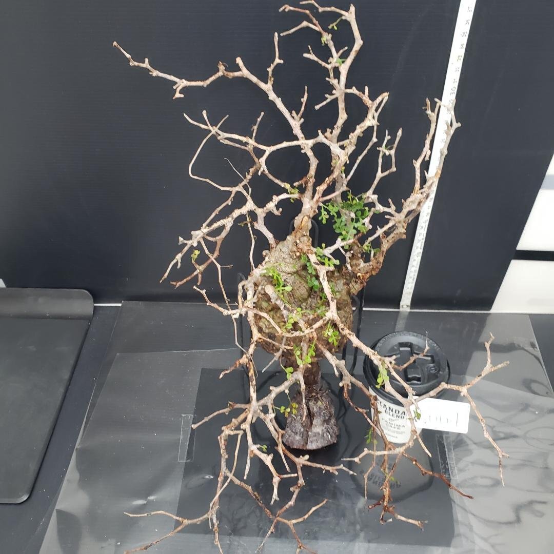 Yahoo!オークション - 9664 「塊根植物」マダガスカル特急便 オペルク...