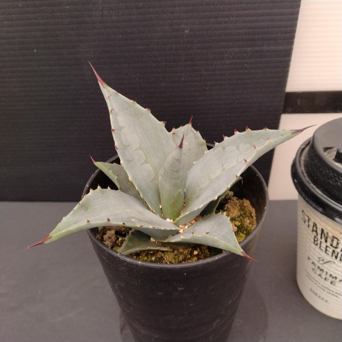 Yahoo!オークション - 9327 「多肉植物」アガベ ギガンテンシス【発根...