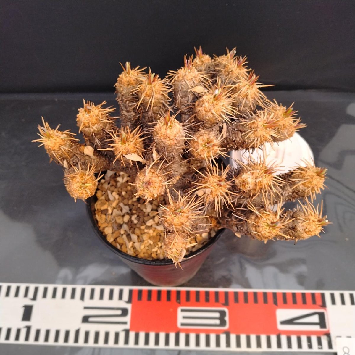 Yahoo!オークション - 8034 「多肉植物」ユーフォルビア ギラウミニア...