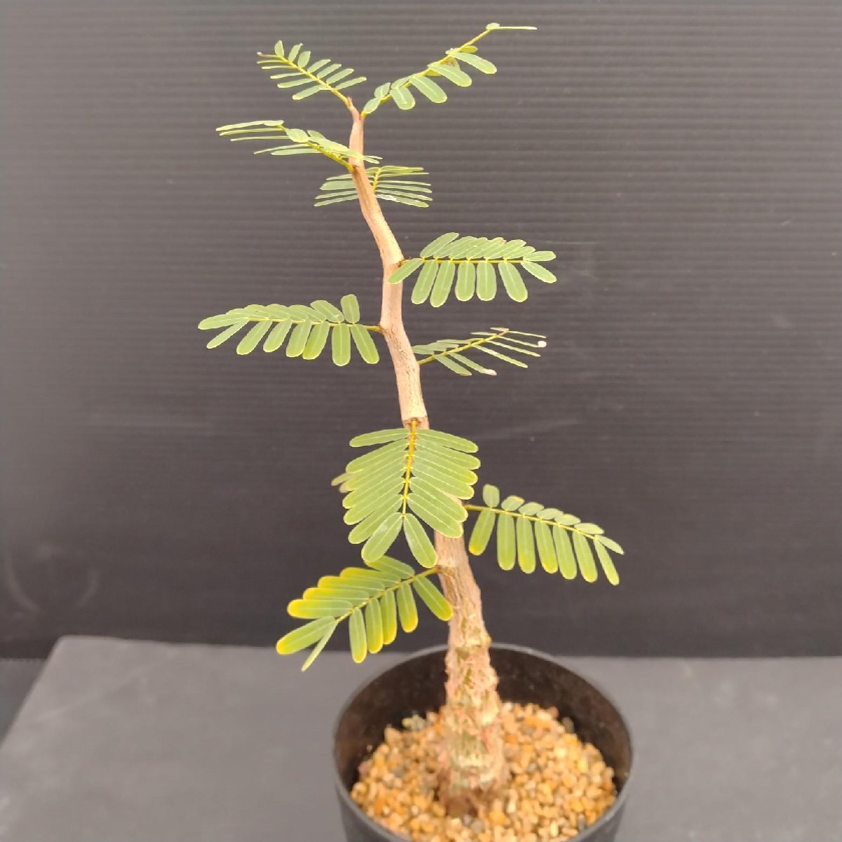 Yahoo!オークション - 8618 「実生」センナ メリディオナリス【種から...