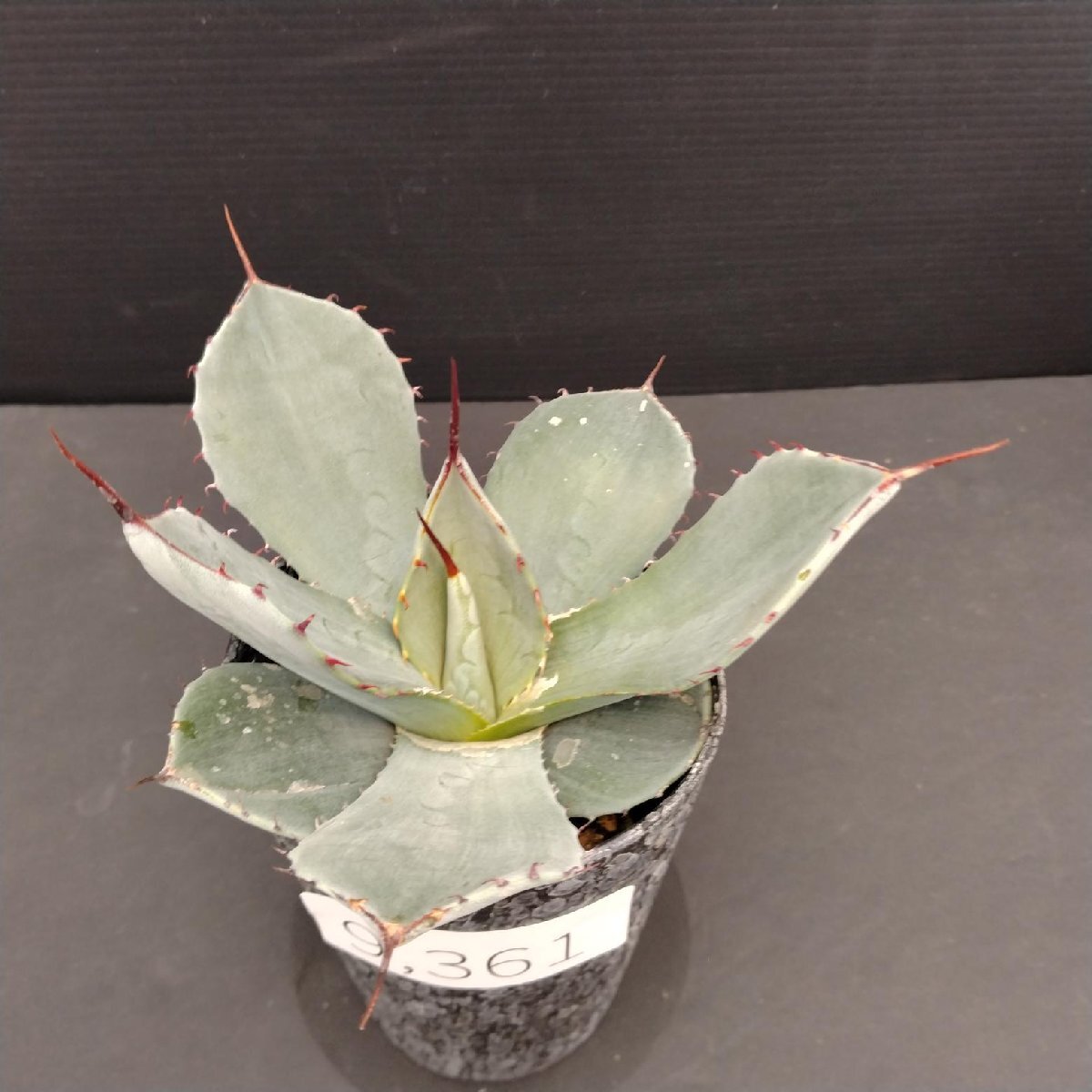 Yahoo!オークション - 9361 「多肉植物】アガベ パリートランカータ【...