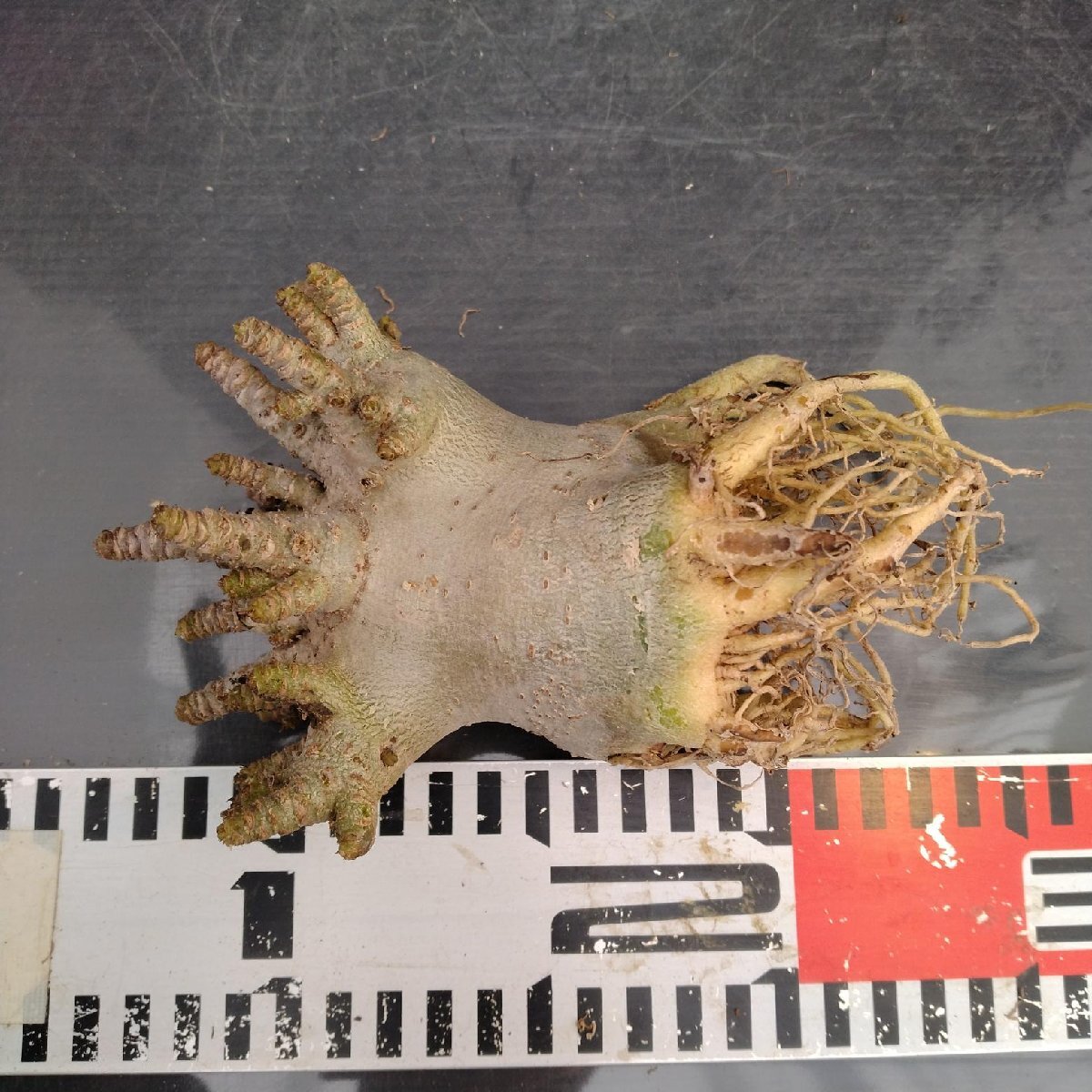 Yahoo!オークション - 8568 「塊根植物」アデニウム アラビカム ドワー...