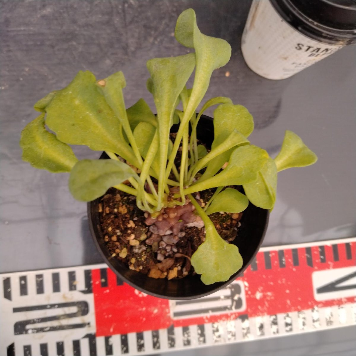 Yahoo!オークション - 8796 「実生」オトンナ ヘレー 【発根・塊根植物...