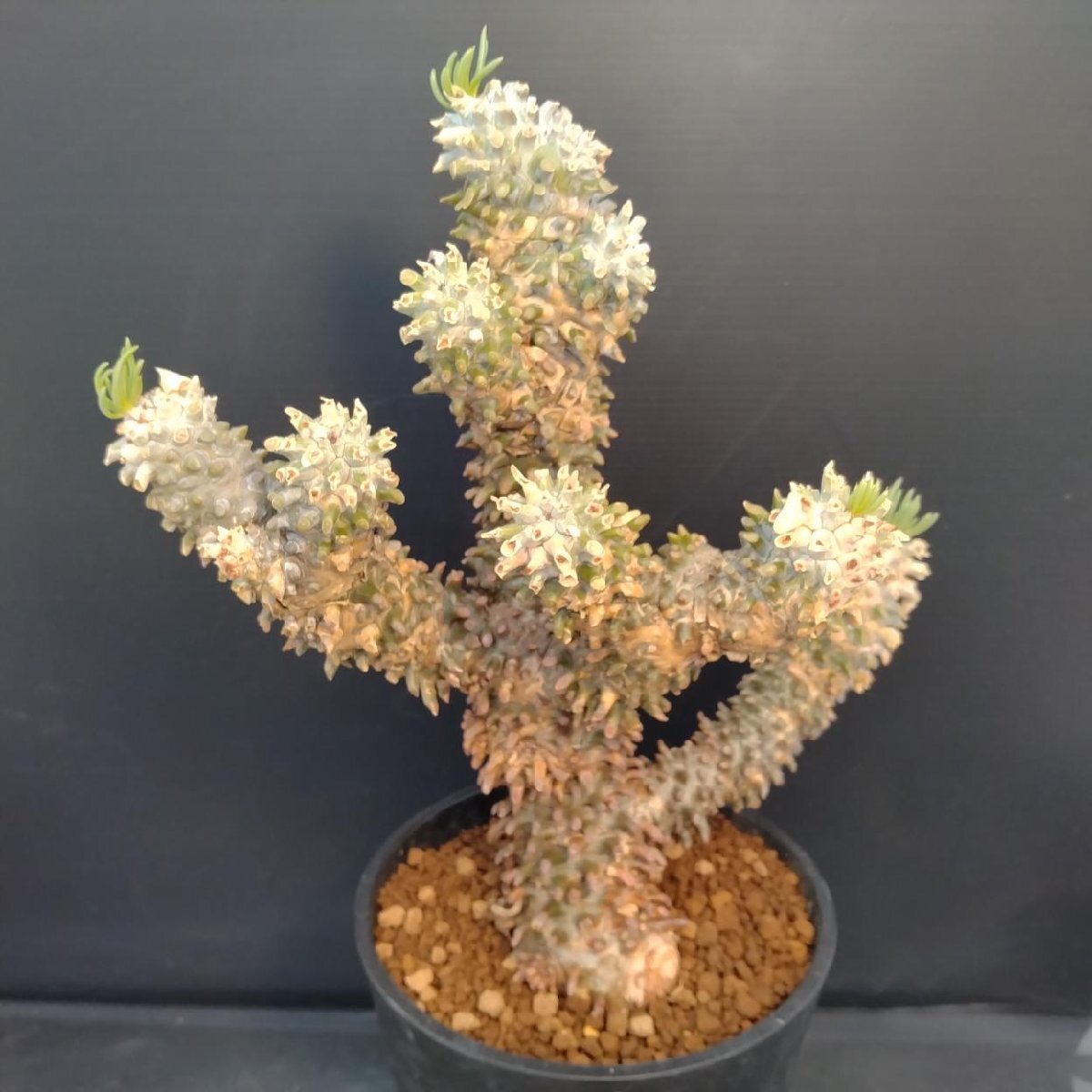 Yahoo!オークション - 8052 「塊根植物」チレコドン ワリチー 植え【発...