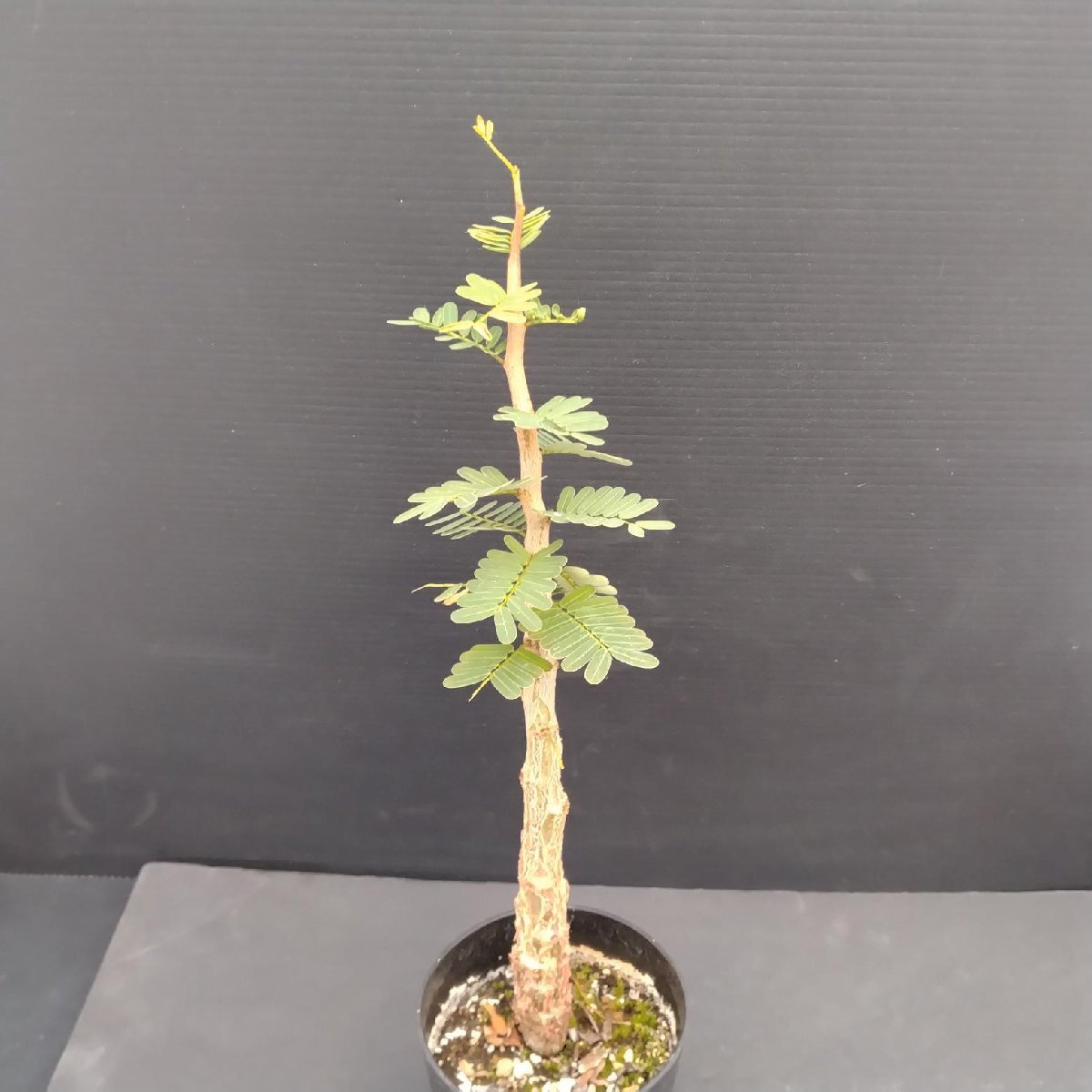 Yahoo!オークション - 8612 「実生」センナ メリディオナリス【種から...