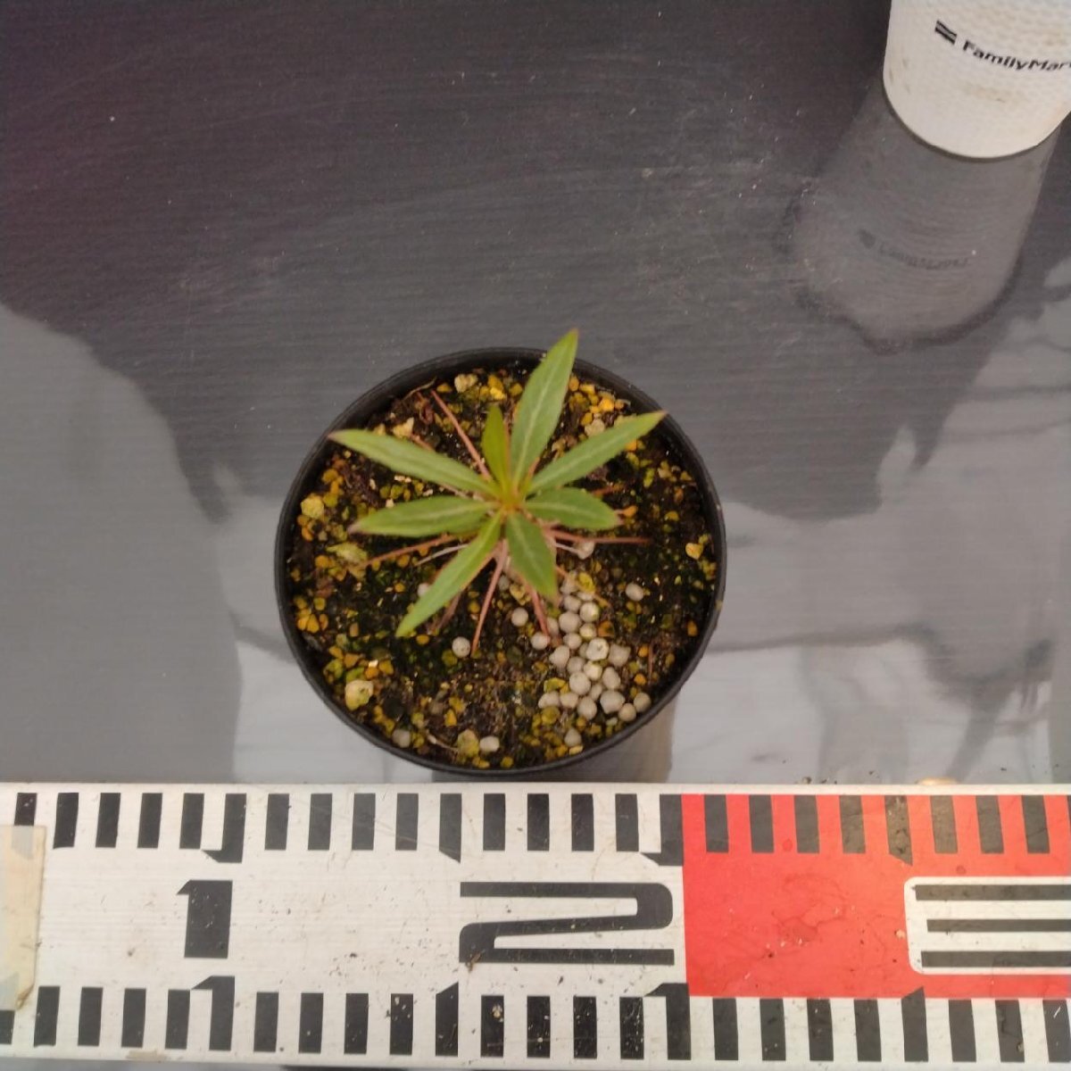 Yahoo!オークション - 3238 「実生」フォークイエリア プルプシー【塊...