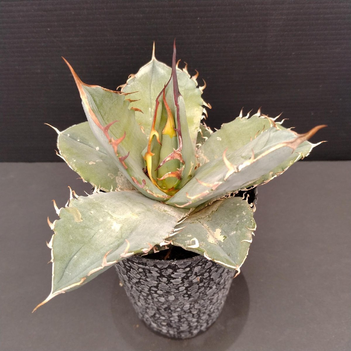 Yahoo!オークション - 4028 「多肉植物】アガベ ホワイトアイス 【発根...