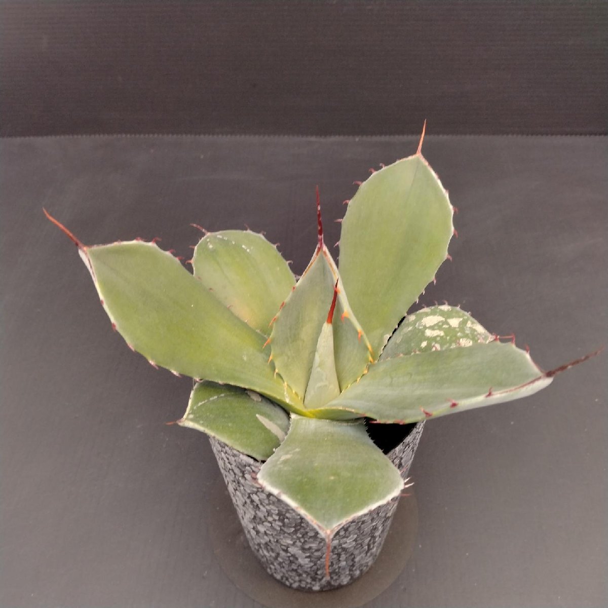 Yahoo!オークション - 4088 「多肉植物】アガベ パリートランカータ【...