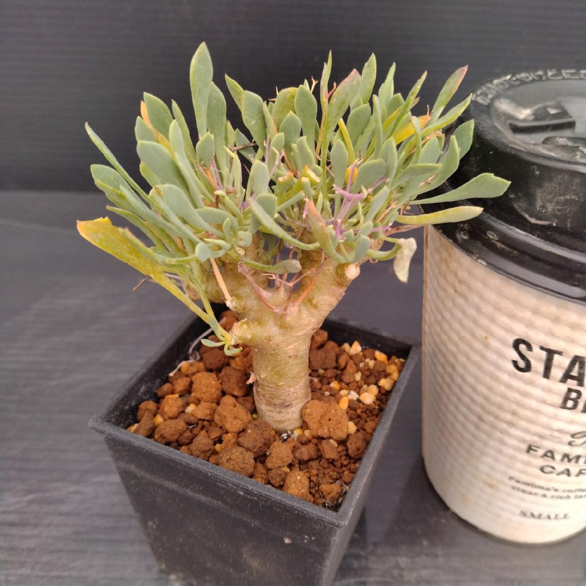 8280 実生 オトンナ ユーフォルビオイデス 植え 発根 Othonna euphorbioides 黒鬼城 美株(観葉植物)｜売買されたオークション情報、yahooの商品情報をアーカイブ ...